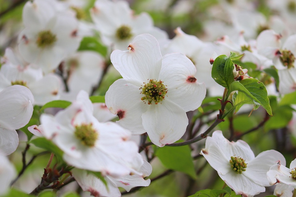 Cornouiller Cornus Pétales - Photo gratuite sur Pixabay - Pixabay