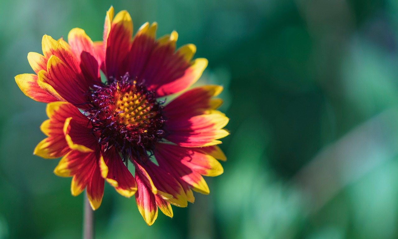 Arizona Sun Gaillardia - Free photo on Pixabay - Pixabay
