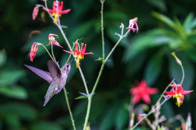 Colibri Oiseau Animal - Photo gratuite sur Pixabay - Pixabay