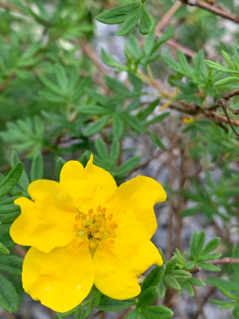 Flor Amarela Jardim Primavera - Foto gratuita no Pixabay - Pixabay