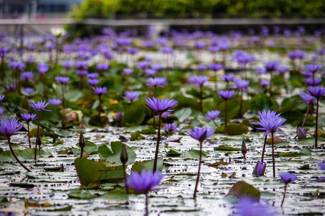Flores Lirios De Agua - Foto gratis en Pixabay - Pixabay