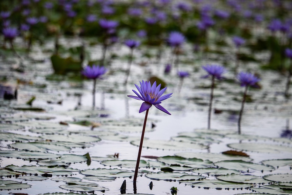 Flores Lírios De Água Agua - Foto gratuita no Pixabay - Pixabay