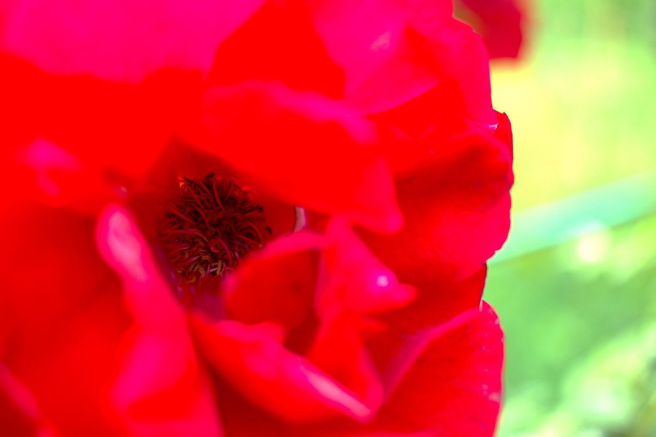 ローズ Red Nature - Pixabayの無料写真 - Pixabay