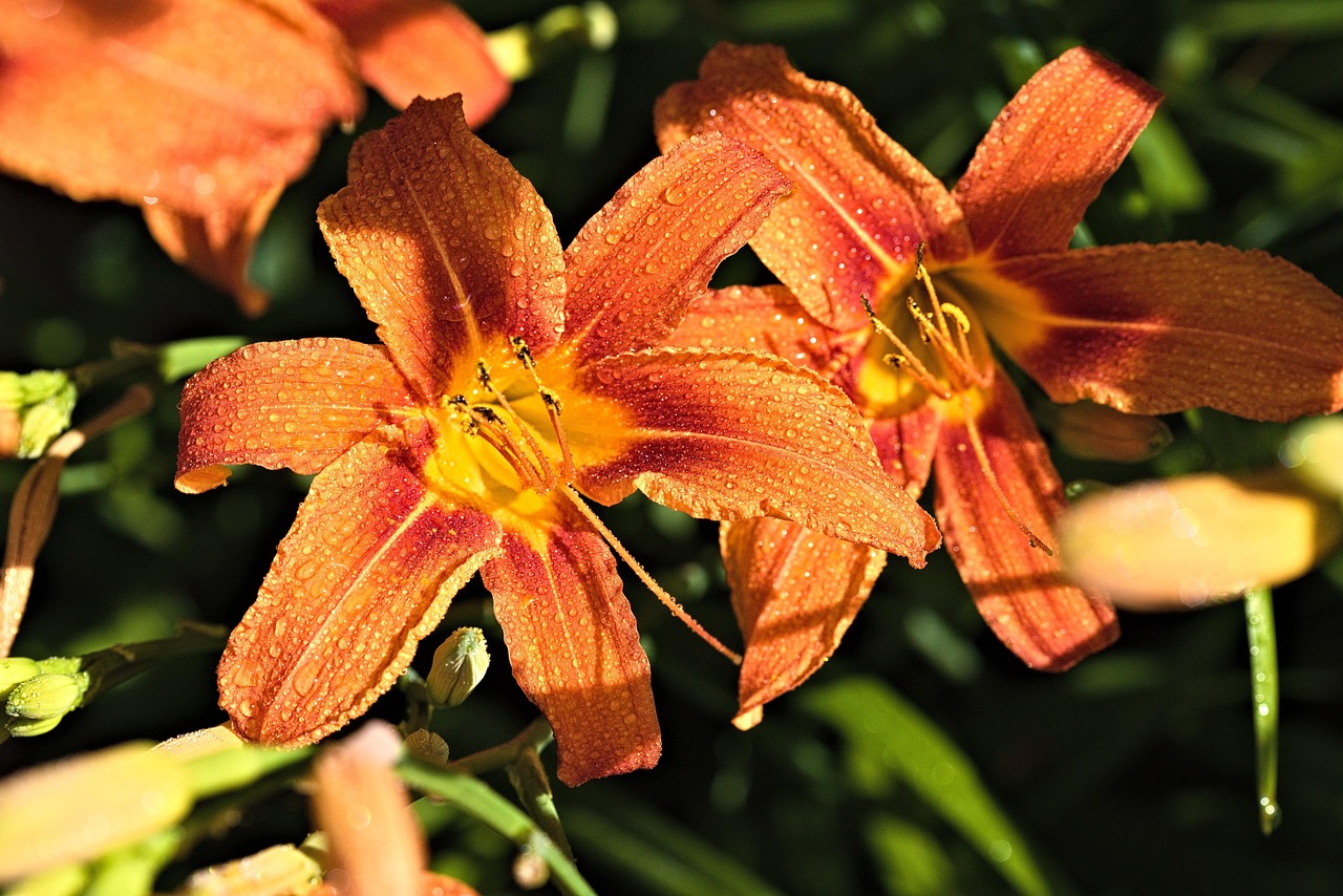 Fleur Hémérocalle Bloom - Photo gratuite sur Pixabay - Pixabay