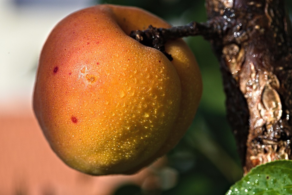 Abricot Fruit Sweet - Photo gratuite sur Pixabay - Pixabay