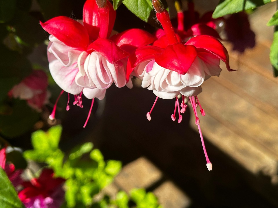 Fuschia Fleurs Plantes - Photo gratuite sur Pixabay - Pixabay
