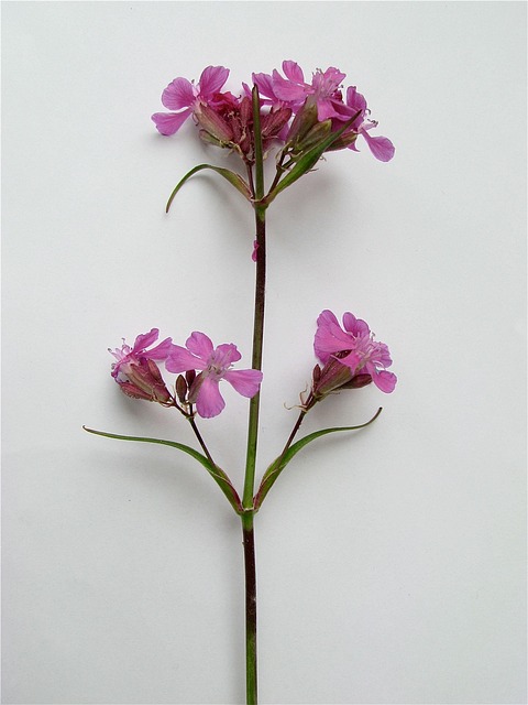 Sticky Catchfly Flowers Plant - Free photo on Pixabay