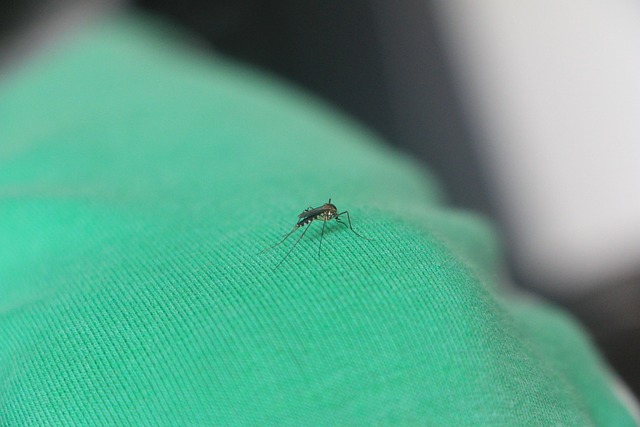 Mosquito Animal Nature - Free photo on Pixabay - Pixabay