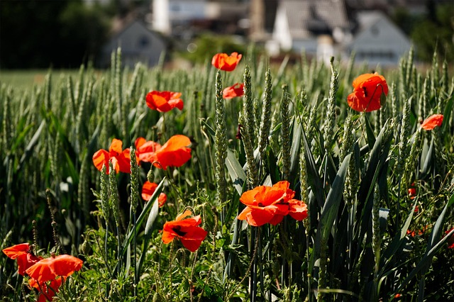 Opium Bunga-Bunga Tanaman - Foto gratis di Pixabay - Pixabay