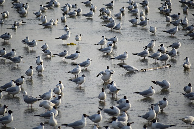 Gaviota Aves Playa - Foto gratis en Pixabay