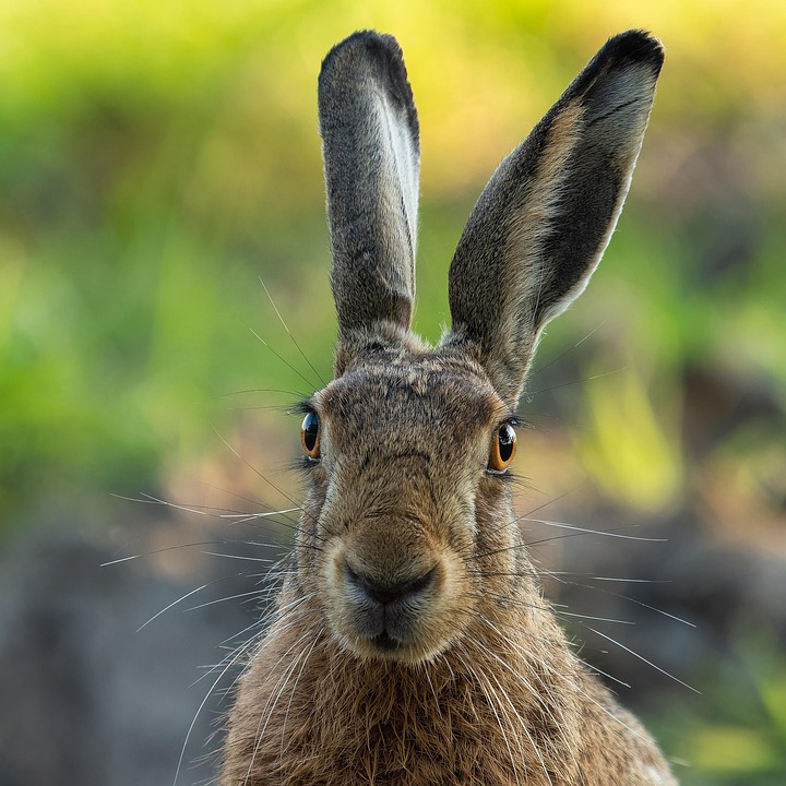 Liebre Europea Animal - Foto gratis en Pixabay - Pixabay
