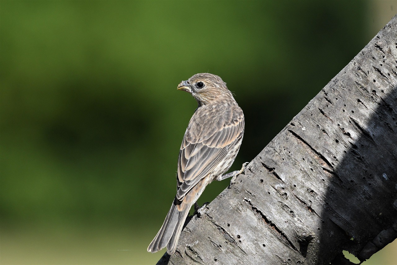 House Finch Birdphotography - Free photo on Pixabay - Pixabay