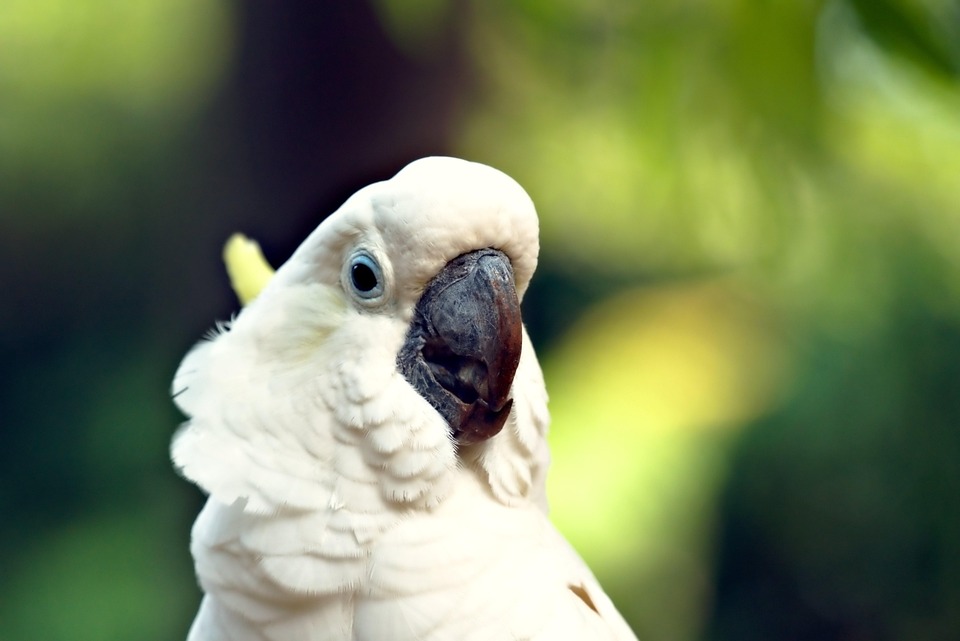 Bird Cockatoo Ornithology - Free photo on Pixabay - Pixabay