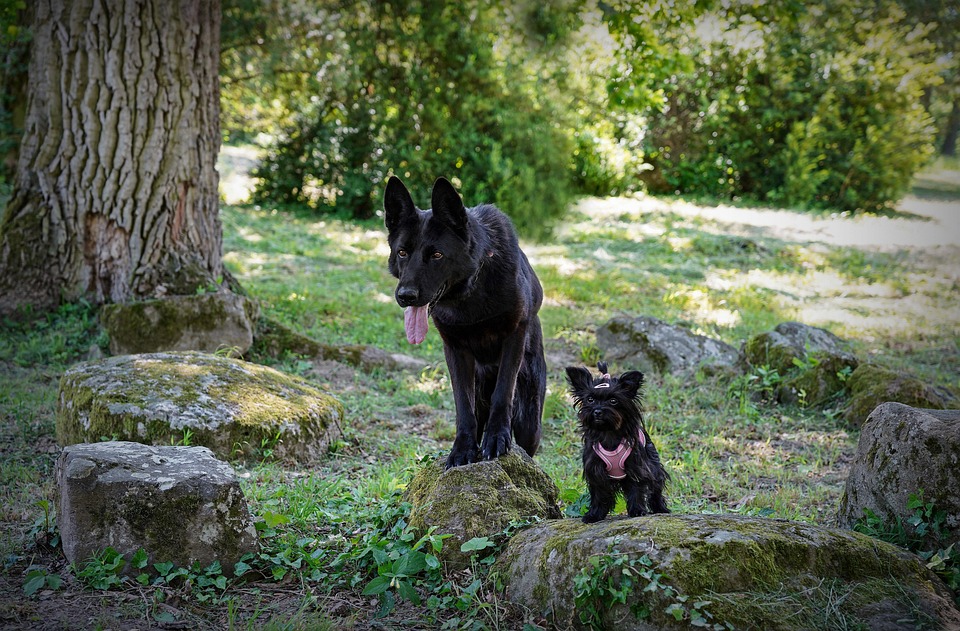 German Shepherd Yorkshire Terrier - Free photo on Pixabay - Pixabay