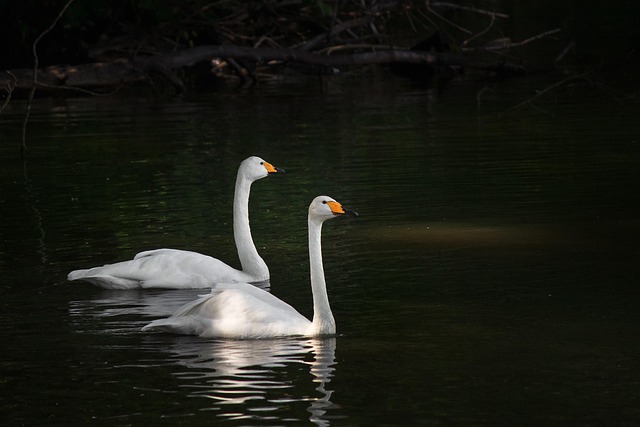 Swans Birds Animals White - Free photo on Pixabay - Pixabay