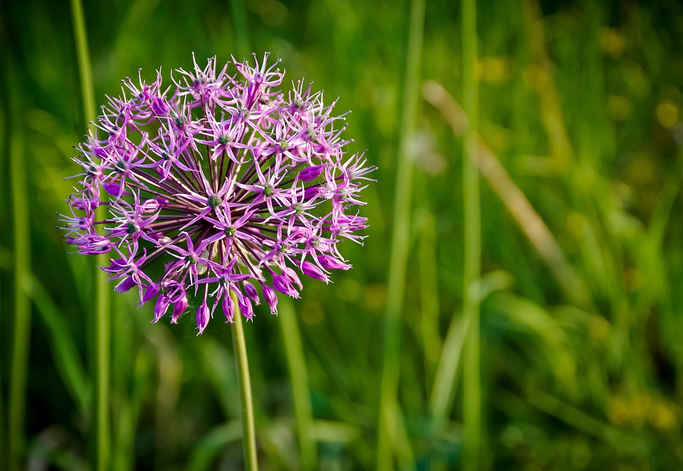 Allium Ornamental Onion Purple - Free photo on Pixabay - Pixabay