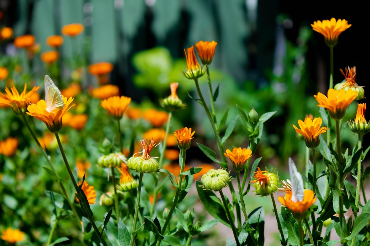 Flora Nature Heaven - Free photo on Pixabay - Pixabay