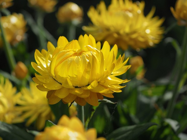 Straw Flower Blossoms Spring - Free photo on Pixabay - Pixabay