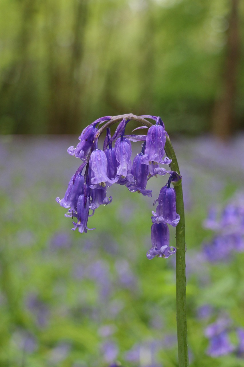 Jacinthes Des Bois Fleurs Bleues - Photo gratuite sur Pixabay - Pixabay