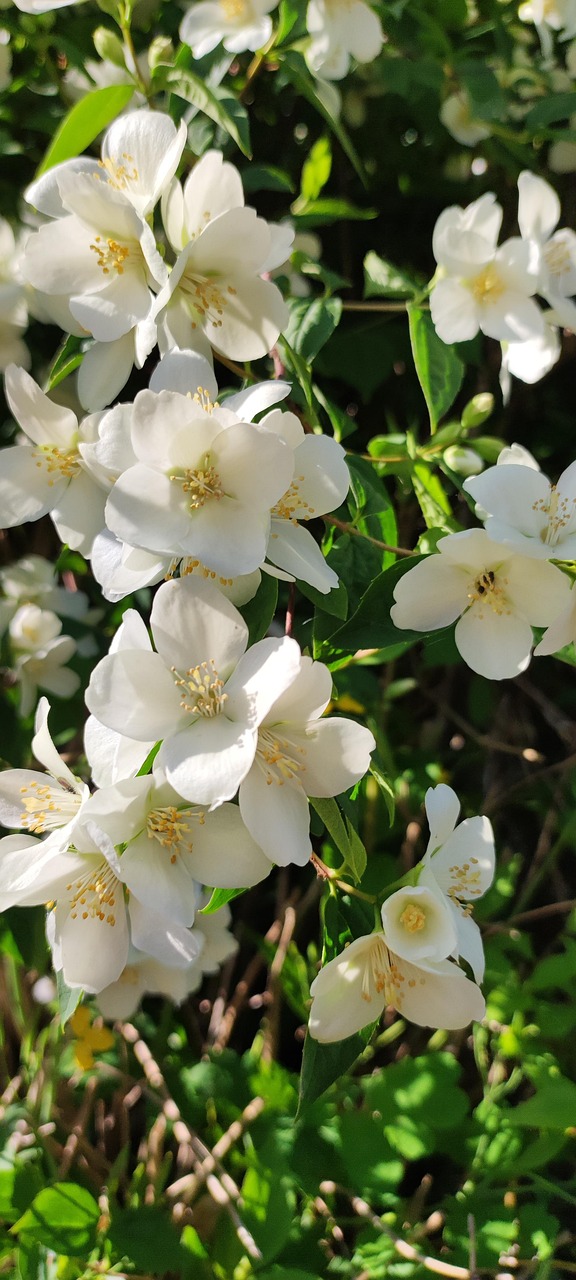 Fleur Blanc La Nature Le - Photo gratuite sur Pixabay - Pixabay