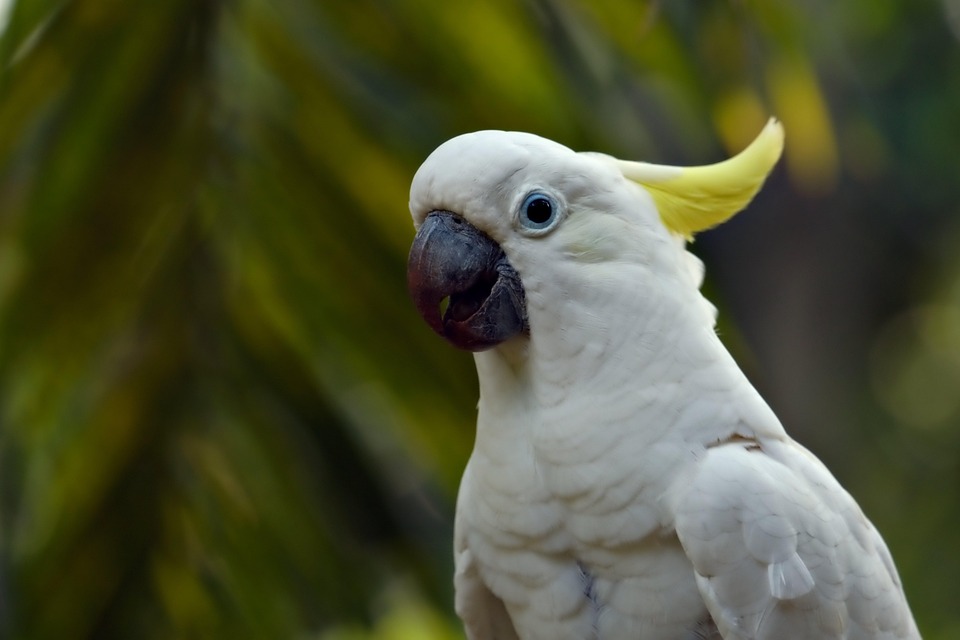 Cockatoo White Bird - Free photo on Pixabay - Pixabay
