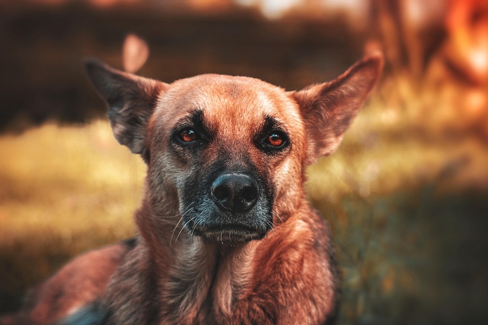 Dog Canine Forest - Free photo on Pixabay - Pixabay