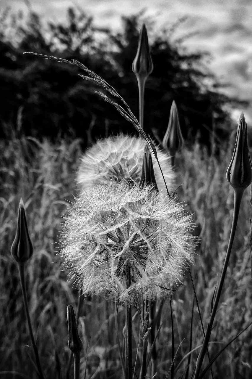 Bnw Fotografi Makro Dandelion Satu - Foto gratis di Pixabay