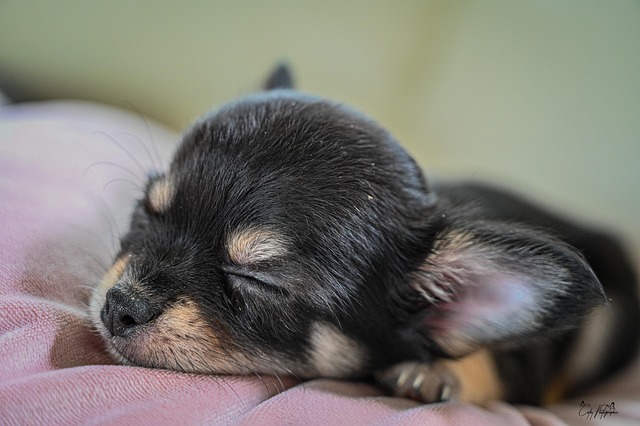 Bebé Chihuahua Cachorro - Foto gratis en Pixabay - Pixabay