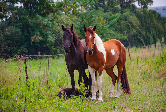 Horses Field Pasture - Free photo on Pixabay - Pixabay