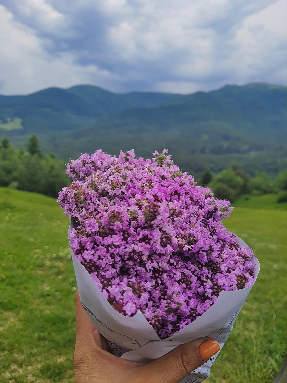Naturaleza Paisaje Flora Tu - Imagen gratis en Pixabay - Pixabay
