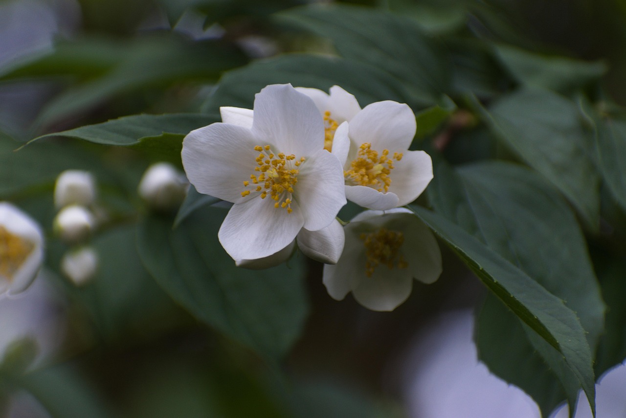 Blume Natur Botanik - Kostenloses Foto auf Pixabay - Pixabay