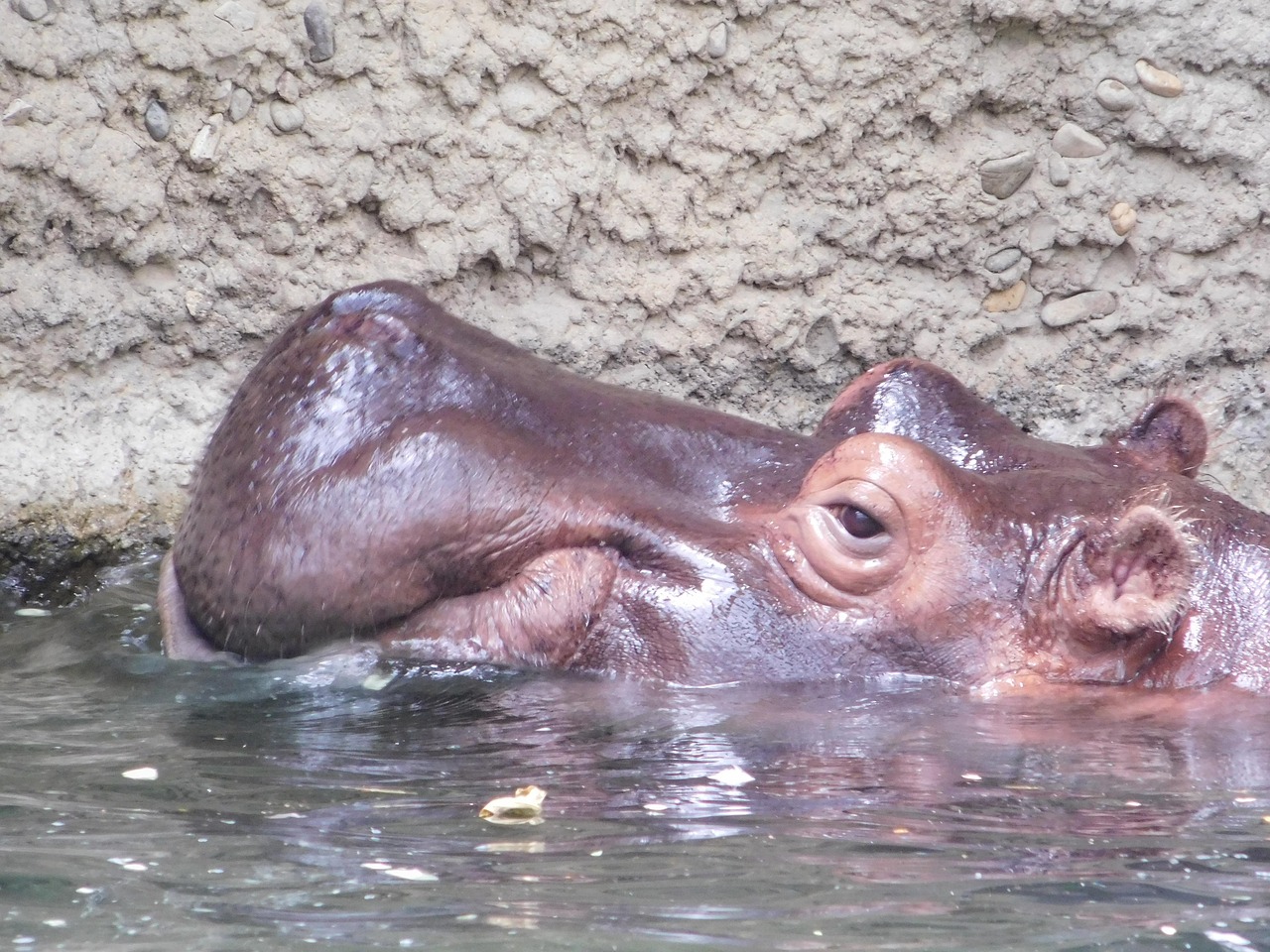 Hippo Animals Wildlife - Free photo on Pixabay - Pixabay