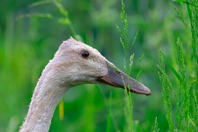 10,000+ Free Indian Runner Ducks & Duck Images - Pixabay