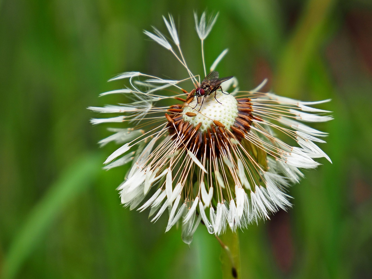 Fleur Voler Moustique - Photo gratuite sur Pixabay - Pixabay