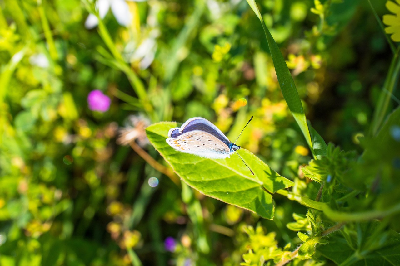 Butterfky Insect Wildlife - Free photo on Pixabay - Pixabay