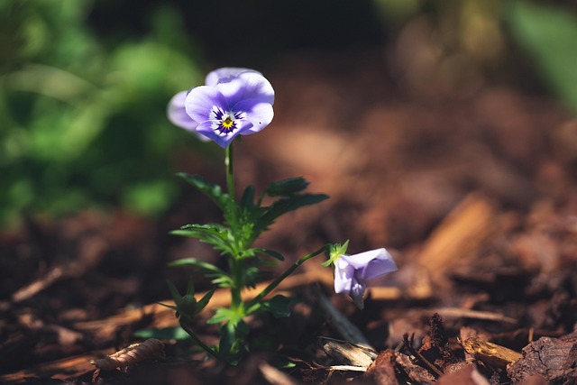 Fleurs Violettes - Photo gratuite sur Pixabay - Pixabay