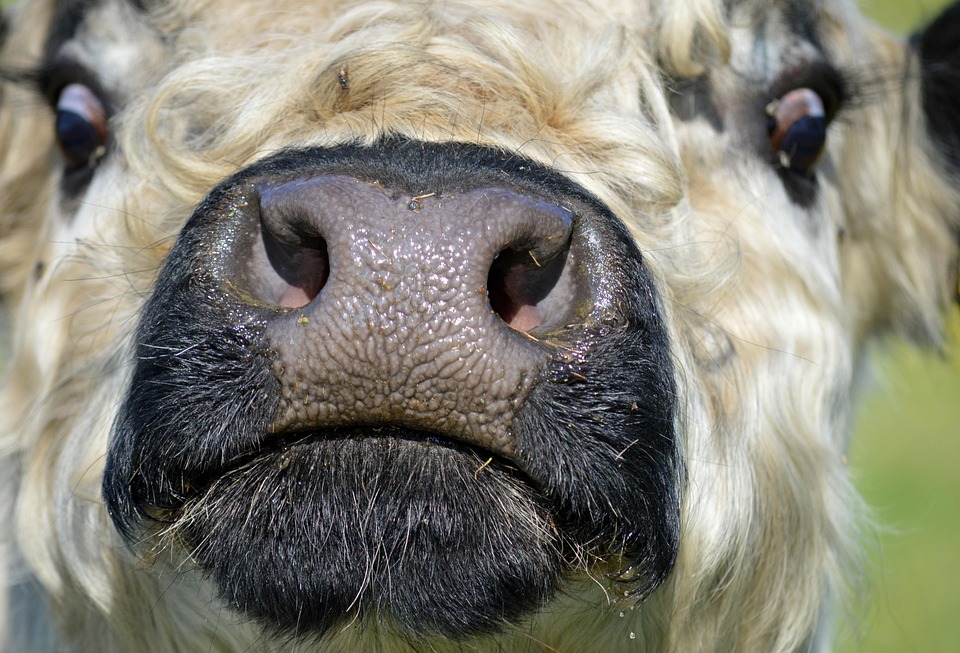 Galloway Cattle Bovine - Free photo on Pixabay