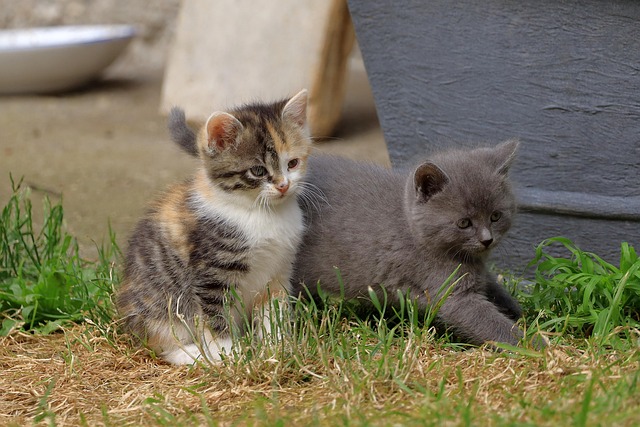 Chatons Animaux Domestiques Chats - Photo gratuite sur Pixabay - Pixabay