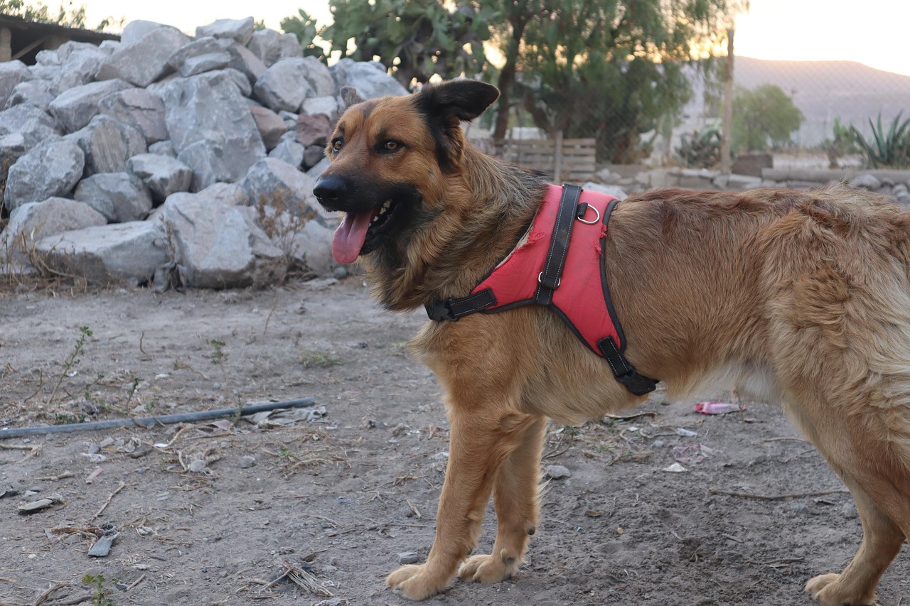 Happy Dog Canine Guard - Free photo on Pixabay - Pixabay