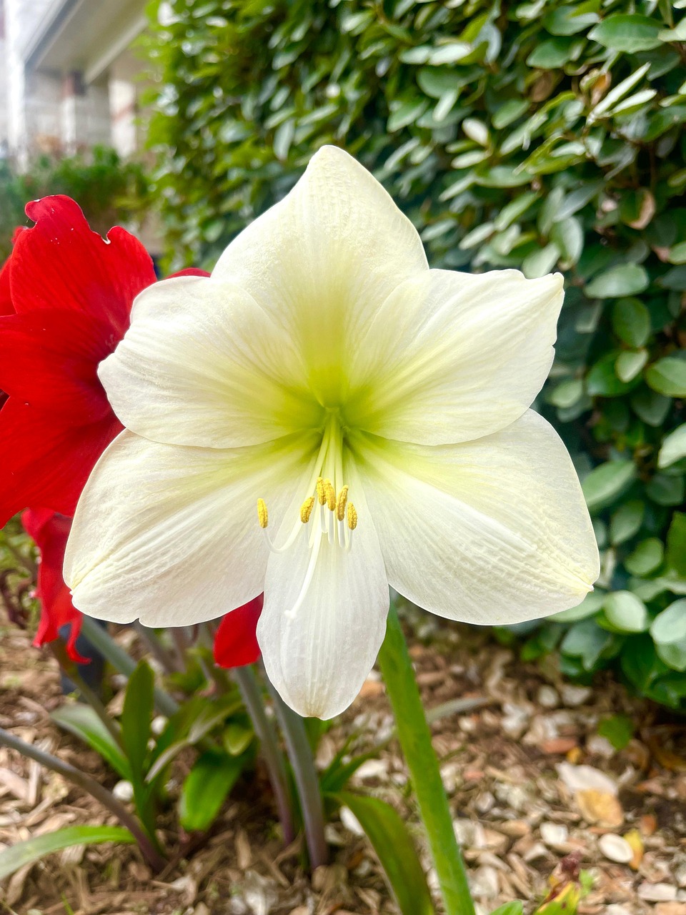 Belle Fleur Lis Lys Blanc - Photo gratuite sur Pixabay - Pixabay