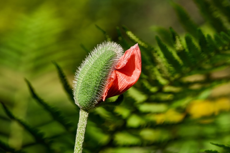Flower Poppy Nature - Free photo on Pixabay - Pixabay