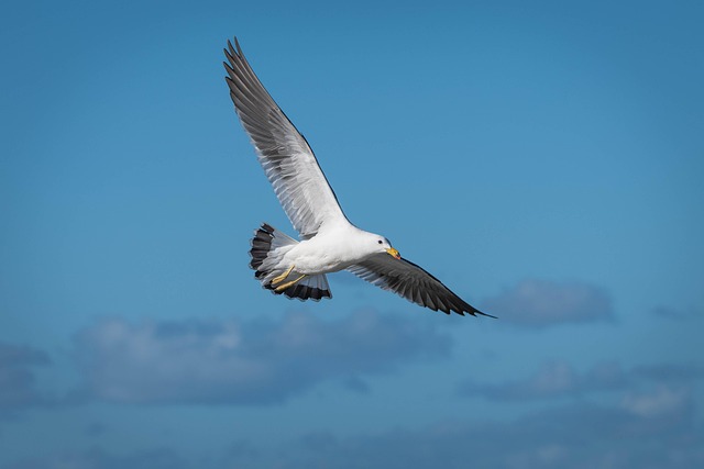 50,000+ Free Flying Animals & Nature Images - Pixabay
