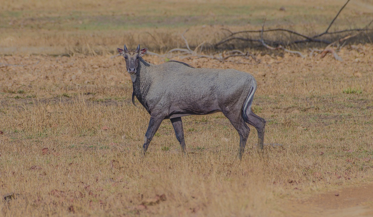 Antelope Nilgai Herbivore - Free photo on Pixabay - Pixabay