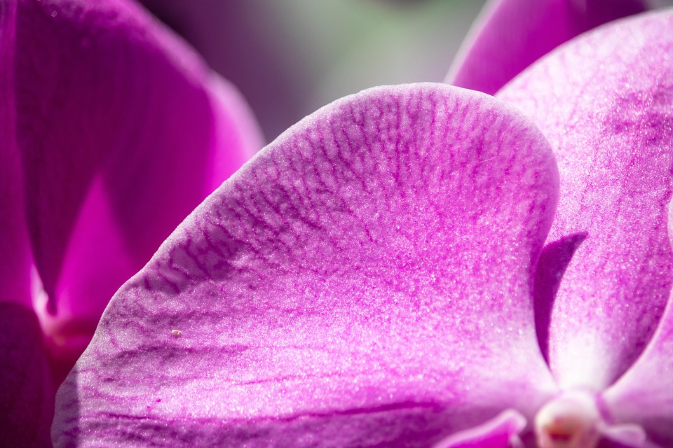 Orchideen Blumen Lilane - Kostenloses Foto auf Pixabay