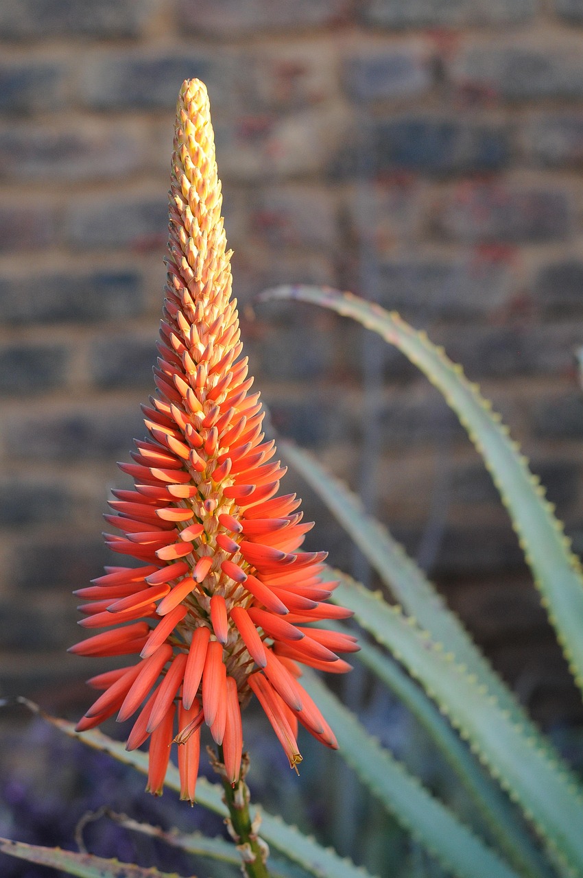 Imagens De Flor De Aloe Vera Flor Da Babosa: Benefícios,