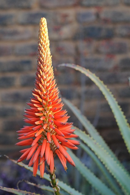 Aloe Vera Flower - Free photo on Pixabay - Pixabay