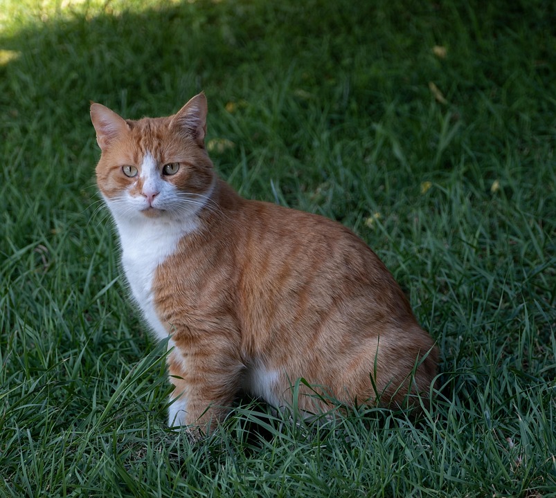 Cat Animal Chat Des Rues - Photo gratuite sur Pixabay - Pixabay