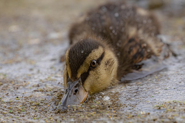 Caneton Canard Oiseau - Photo gratuite sur Pixabay - Pixabay