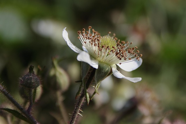 Hallon Buskage Blomning - Gratis foto på Pixabay - Pixabay