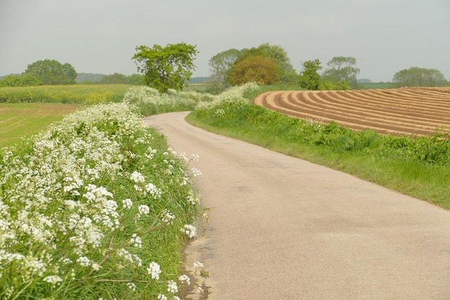 Ein Weg Pfad Landschaft - Kostenloses Foto auf Pixabay - Pixabay